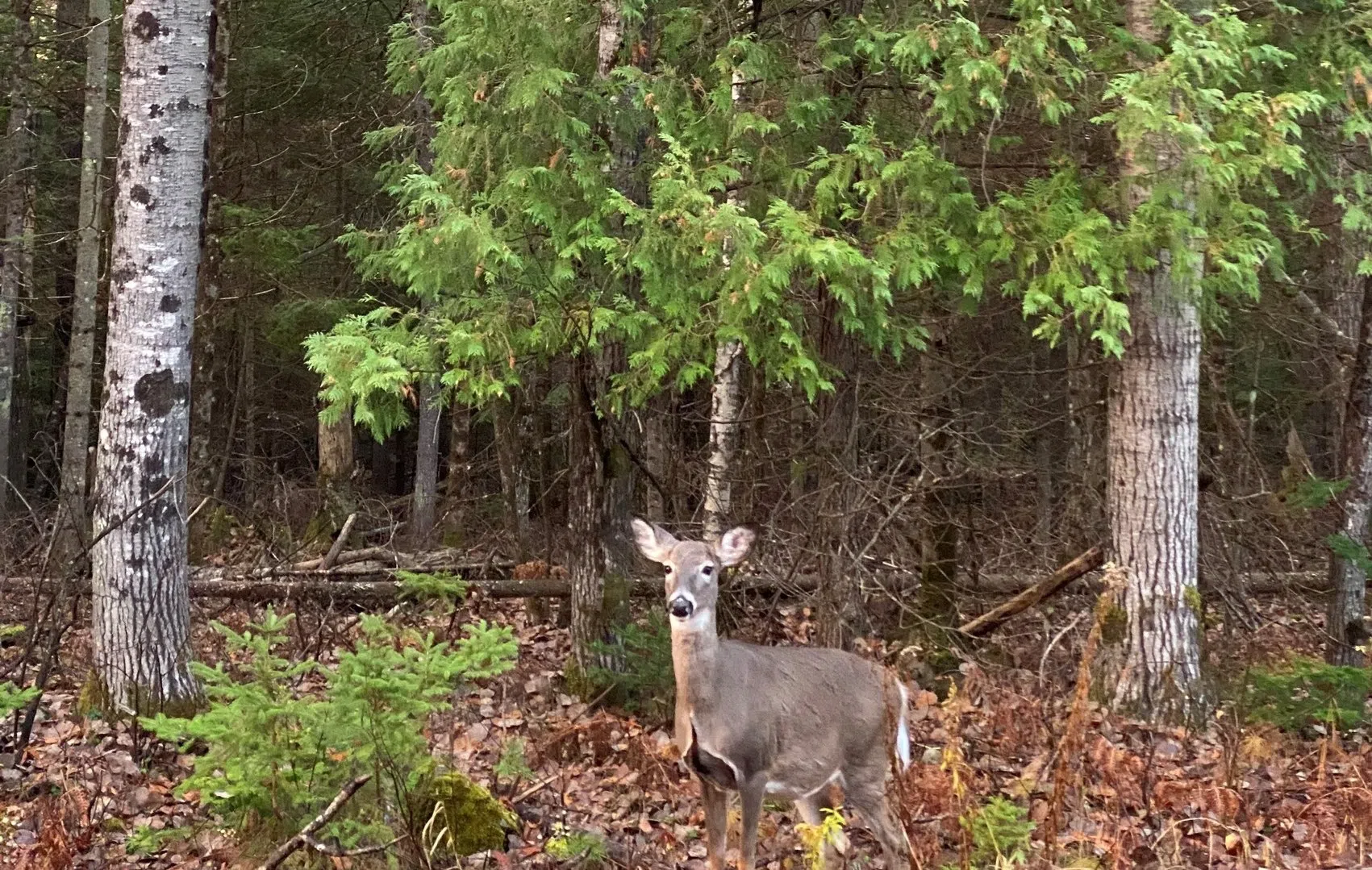 Navigating deer hunting season in Renfrew County: key rules and areas ...