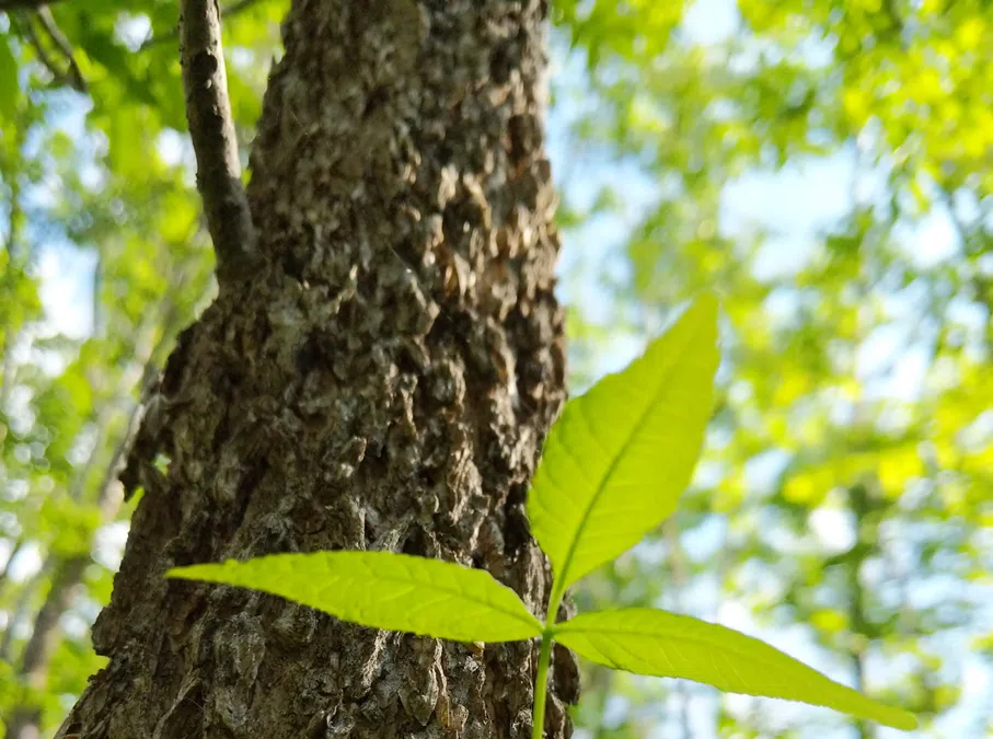 Invasive Species Centre launches initiative to protect Ontario’s black ...