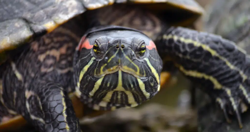 Turtle safety postcards mailed to locals | NorfolkToday.ca