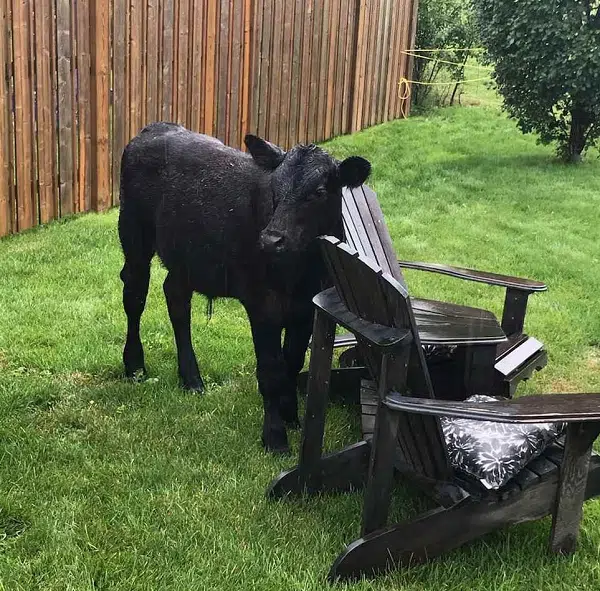 OPP Help Remove Wandering Young Cow From A Port Dover Backyard ...
