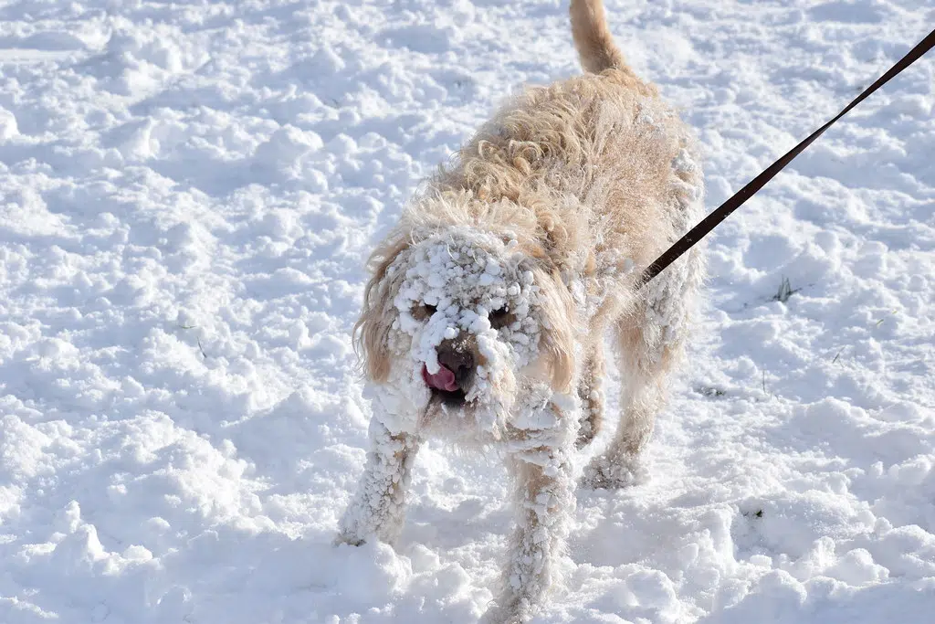 COMMUNITY SPOTLIGHT: Winter safety tips for walking your dog ...