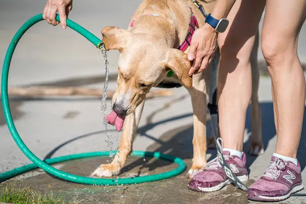 Essential Tips for Keeping Pets Safe During a Heatwave | NorfolkToday.ca