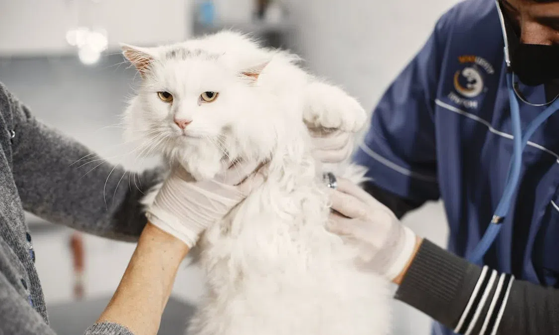 New legislation tables to expand access to vet care in Ontario ...