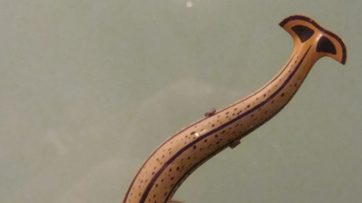 Invasive and toxic worm species spotted in Ontario | NorfolkToday.ca