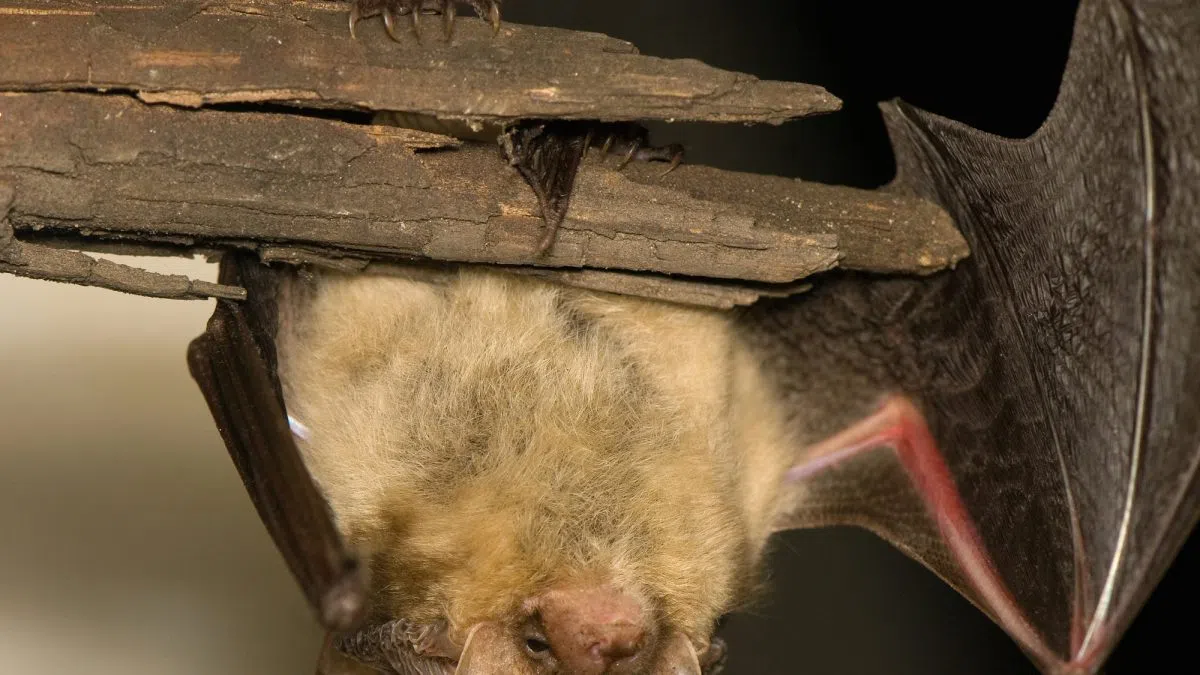 First human rabies case confirmed in Brantford-Brant resident ...