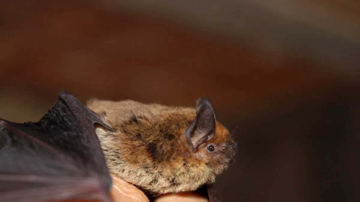 Rabies-positive bat found at Brantford daycare, Public Health ...