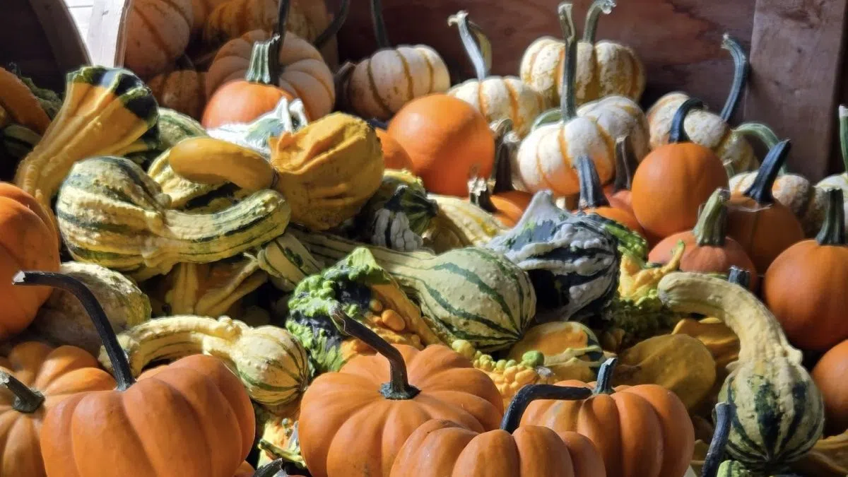 Seeds of Success: Four Seasons Farm Shop | Brighton Today.ca