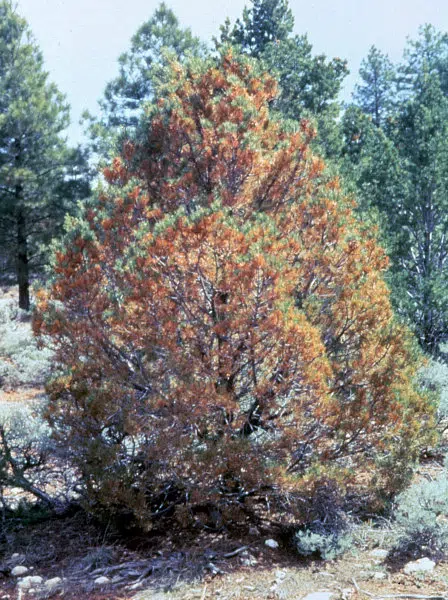 Beetles, Drought, and Over-watering Are Killing Your Pinyon Pines | www ...