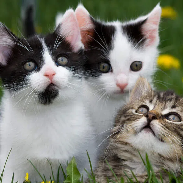 International Cat Day!! | Saskatchewan Country CJNB