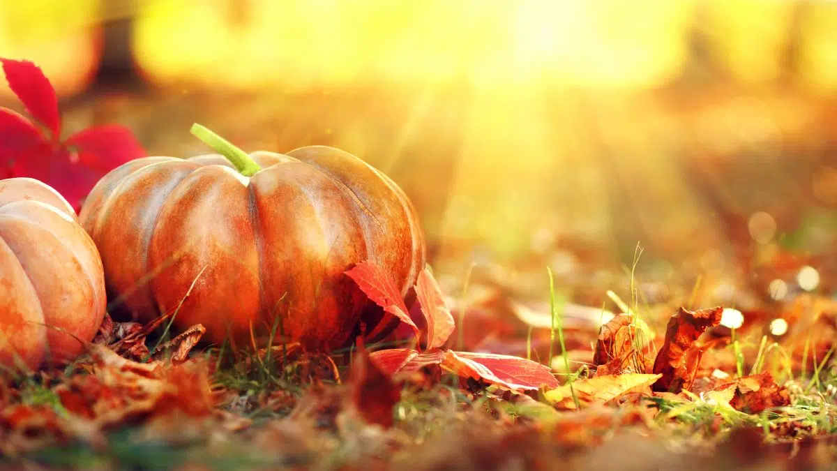 Meadow Lake Fall Supper | Saskatchewan Country CJNB