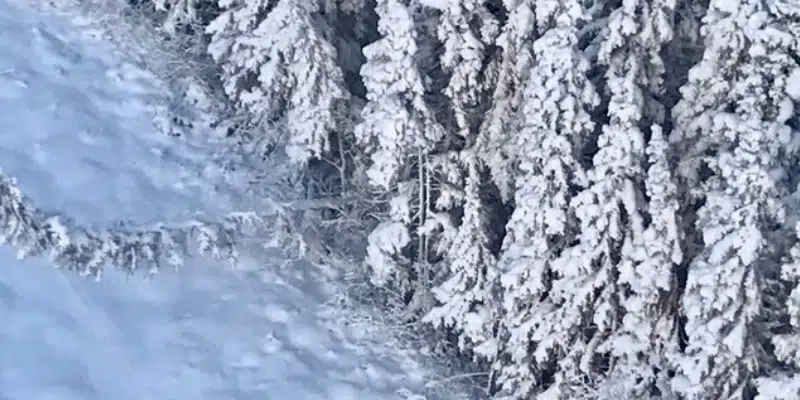 Two Downed Trees Cause Power Problems in Labrador | VOCM Two Downed Trees Cause Power Problems in Labrador | VOCM