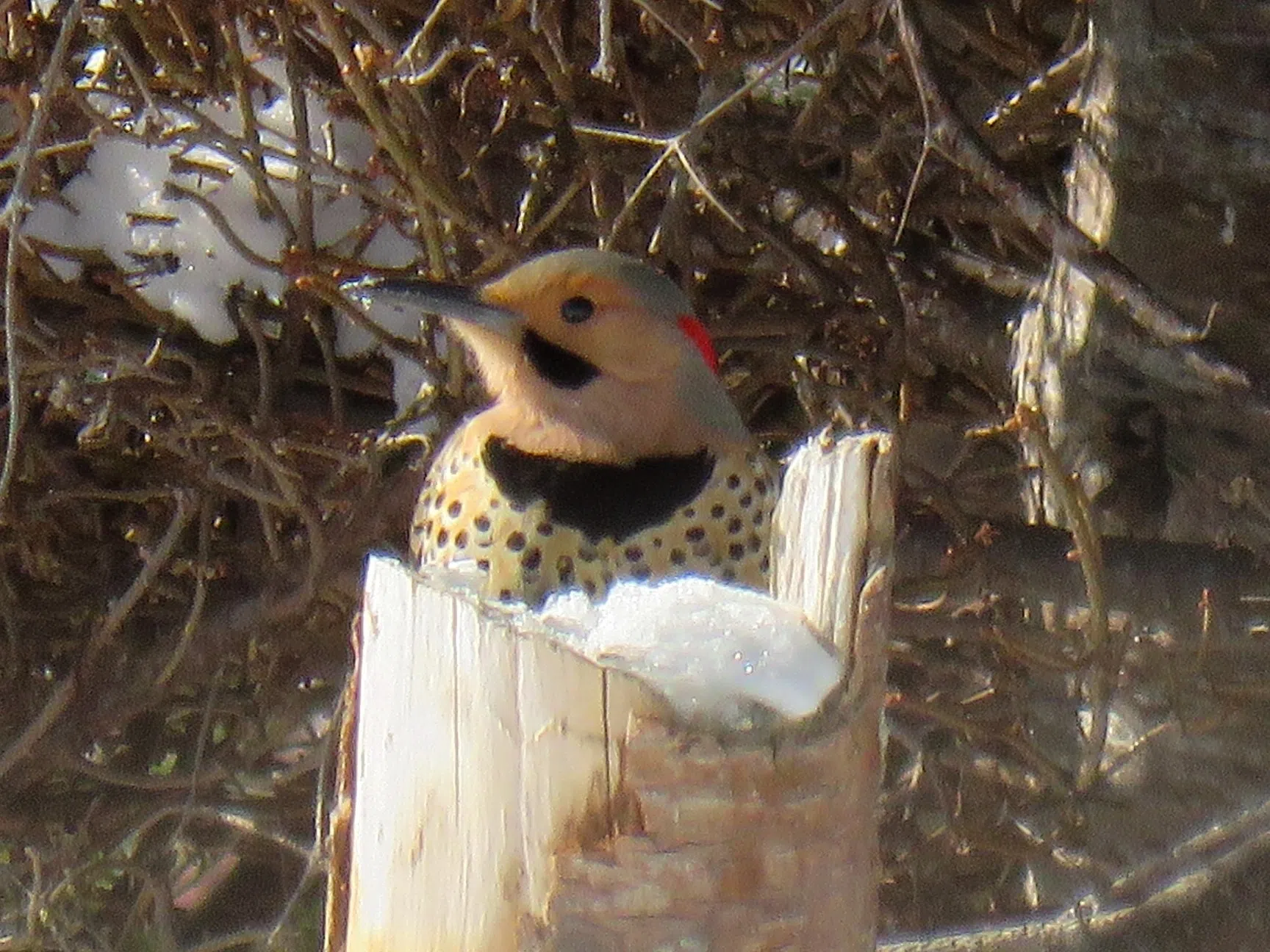 Great Backyard Bird Count Happening Across Canada | VOCM