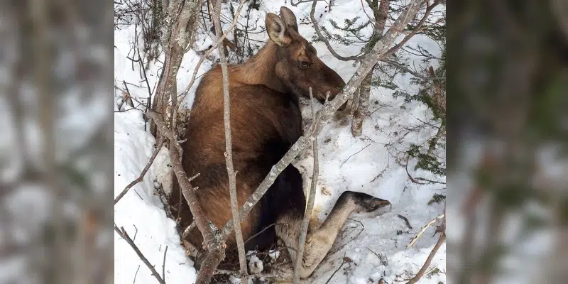 Sad Ending for Moose Stuck in Snow in Central | VOCM