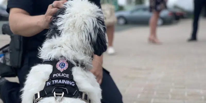 RNC Support Dog Making Difference for Constable, Community | VOCM