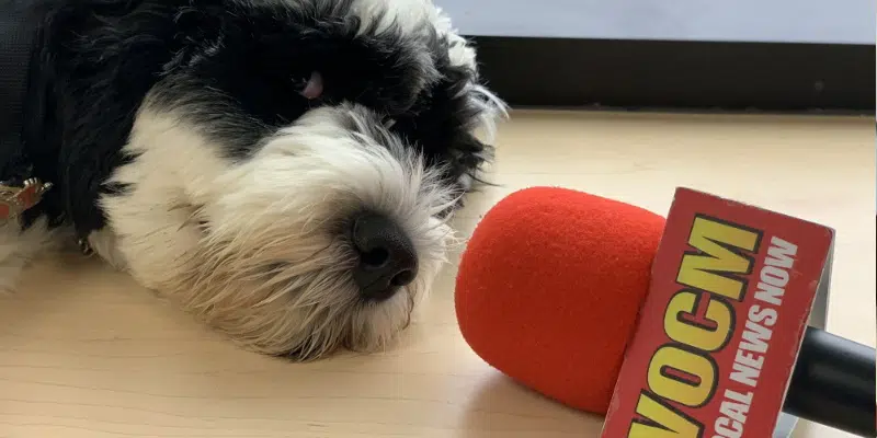 RNC Support Dog Making Difference for Constable, Community | VOCM