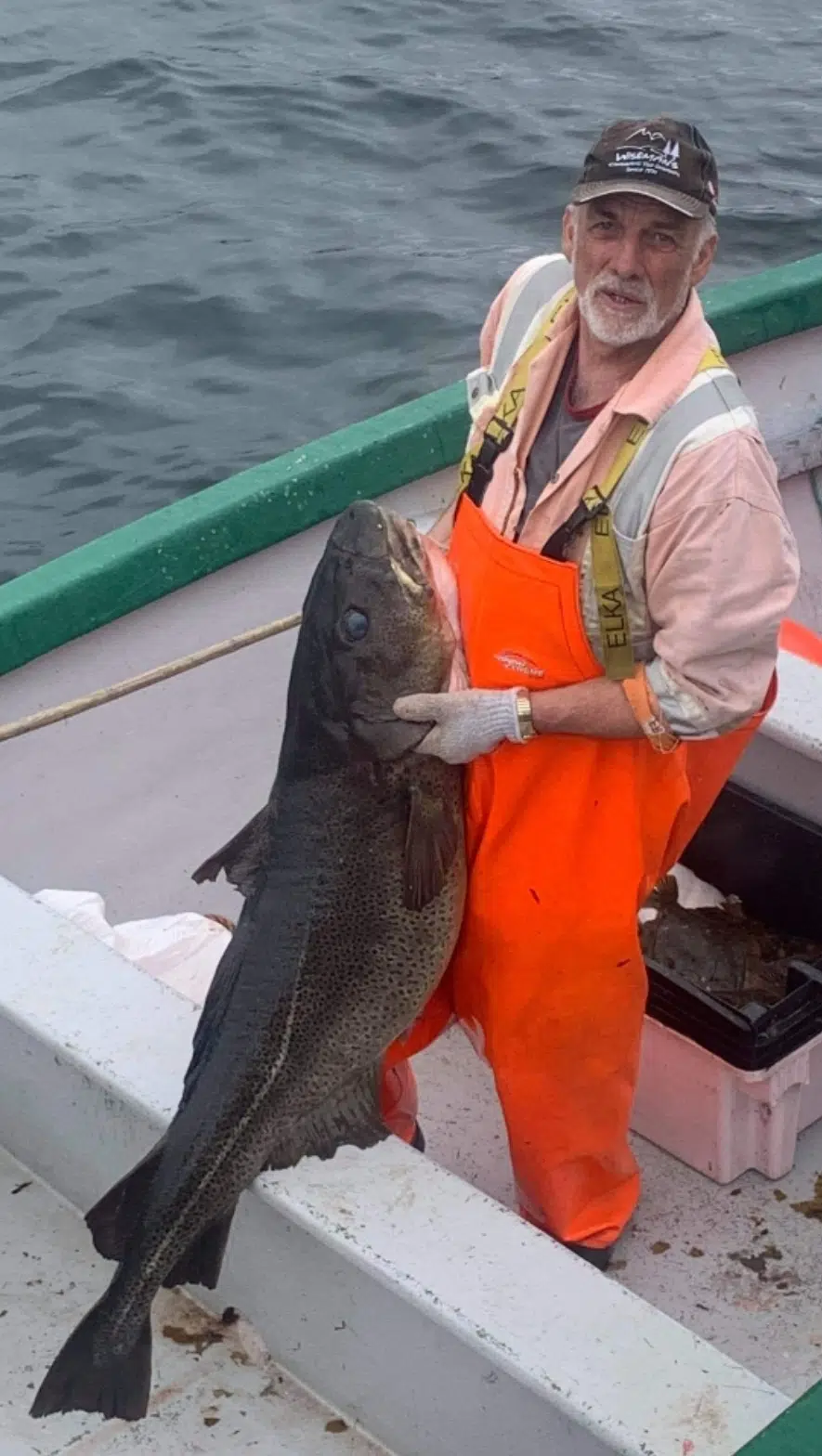 For the Love of Cod! Fisherman Catches 100 Pound Codfish in Green’s ...