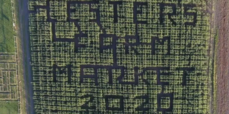 A Maze in Maize Amazes at Lester’s Farm Market | VOCM