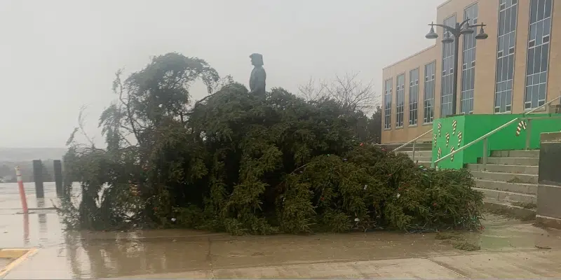 High Winds Topple Confederation Building Christmas Tree | VOCM