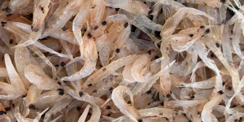 DFO Still Uncertain Why Large Number of Krill Washed Up on Trinity Bay ...