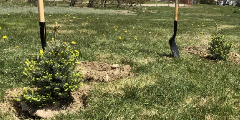 Capital City to Celebrate National Tree Day with Planting Ceremony | VOCM