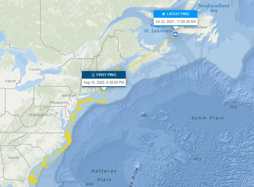 Another Great White Shark Tracking Off Coast of Newfoundland | VOCM