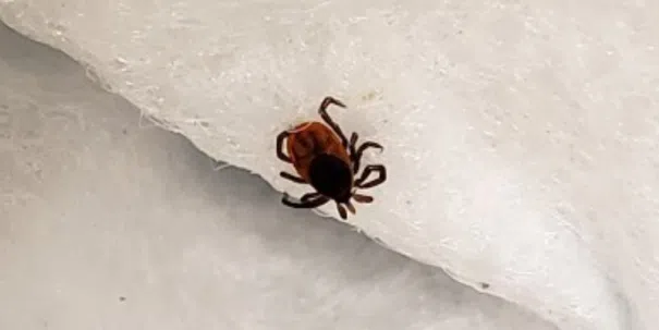 Local Veterinarian Seeing More Ticks in NL | VOCM