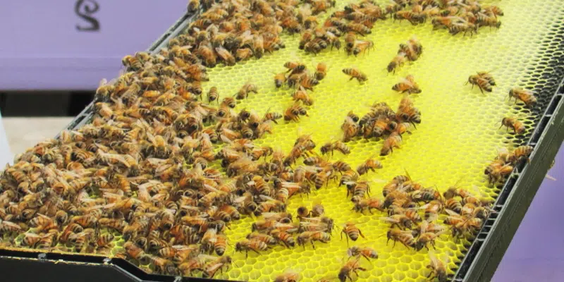 Cold Spring in Eastern Newfoundland Threatens Bee Populations | VOCM