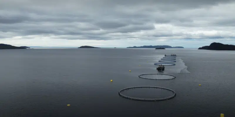 Grieg Seafood, Quinlan Brothers Reach Processing Agreement for First ...