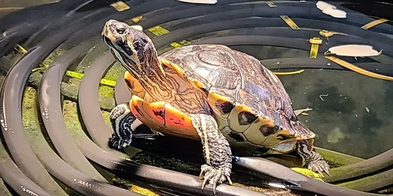 Local Turtle Rescue Stresses Importance of Proper Reptile Handling | VOCM