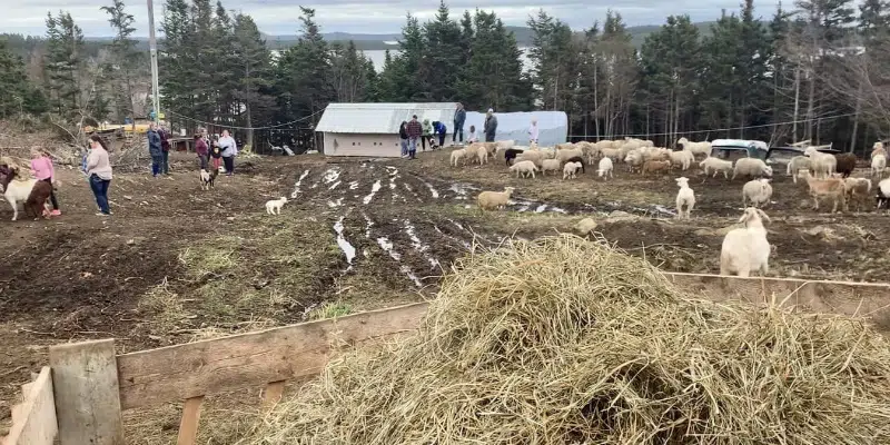 Researcher Suggests Checking Municipal Laws Before Keeping Livestock | VOCM