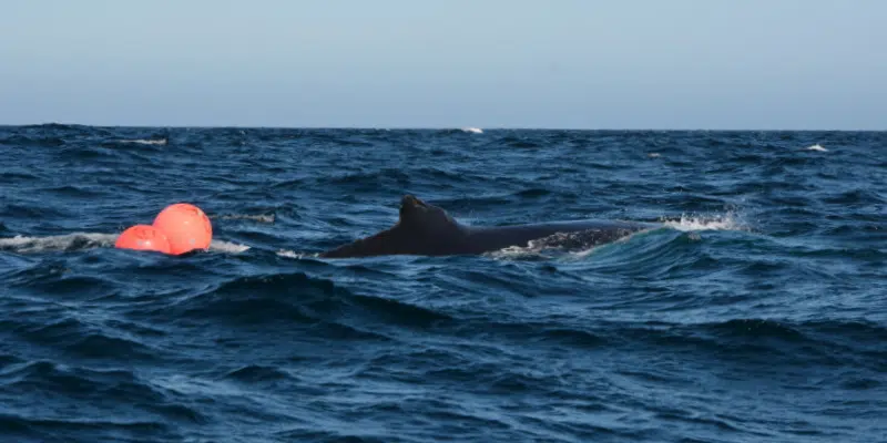 Whale Release and Strandings Save Humpback Caught in Fishing Gear Off ...