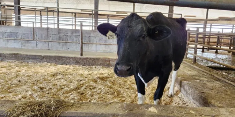 Producers Form NL Dairy Co-operative; Government Providing $10 Million ...