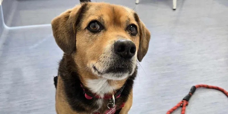 Beagle Paws Launches Fundraiser to Assist With Sudden Influx | VOCM