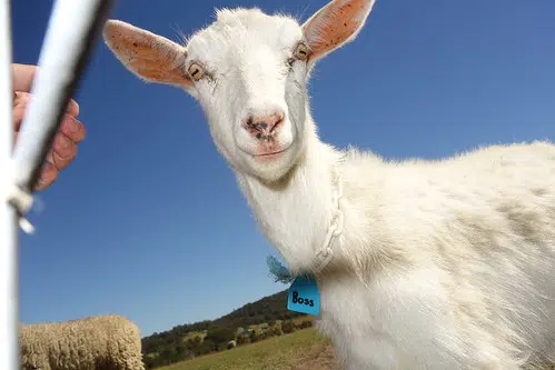 Political Whirlpool, Harvard Goats, NASA Tree App | LiVE 88.5 Ottawa's ...