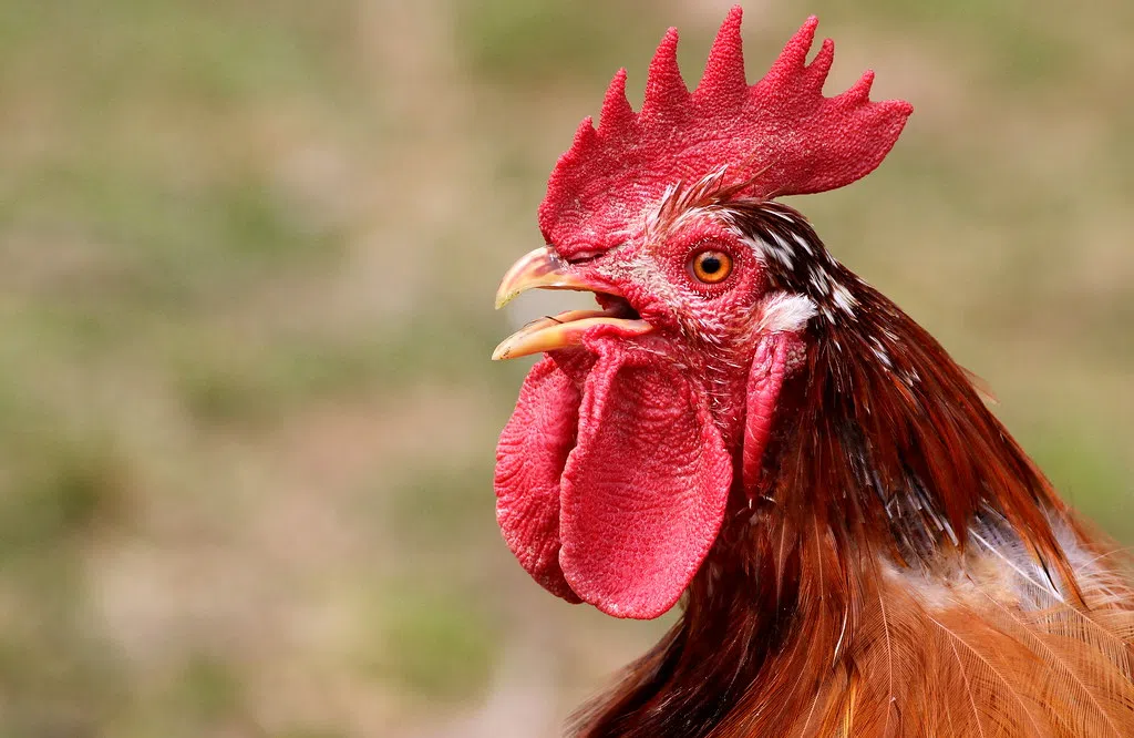 Pakenham rooster, USB-C taking over, Stuffed cat | LiVE 88.5 Ottawa's ...