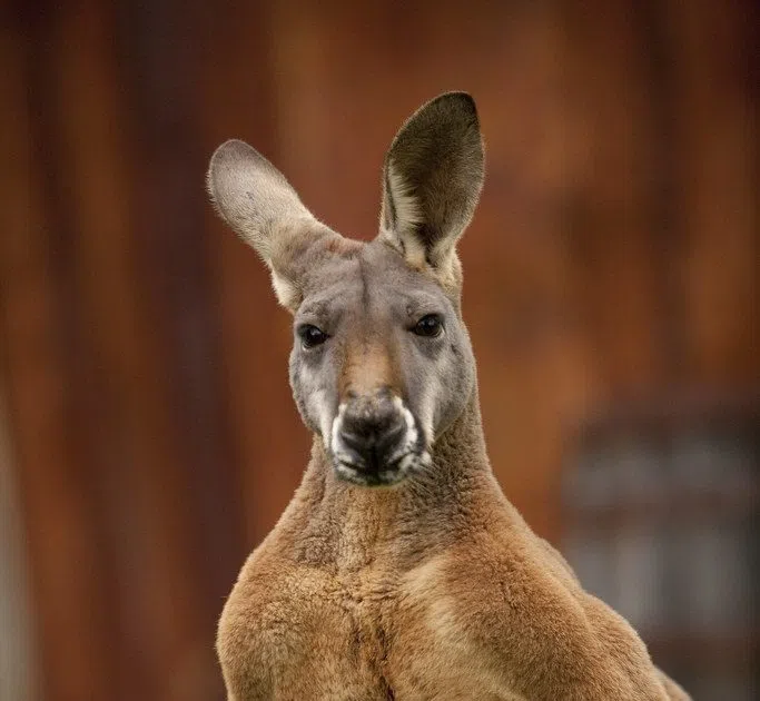 Bathroom stalls at Gloucester High School, Aggressive Kangaroos ...