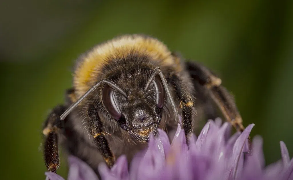 Bees playing with Balls, Lunar Eclipse tomorrow, Fence on fire | LiVE ...