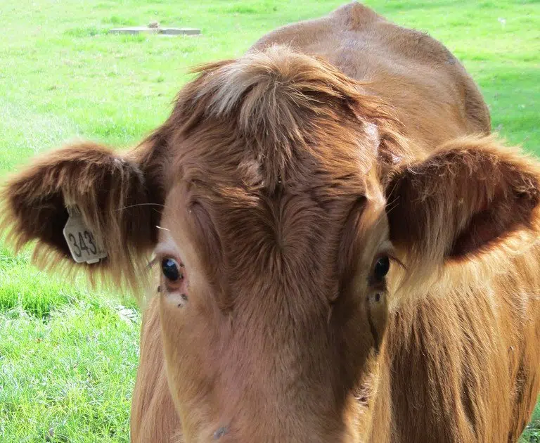 Throwing away cauliflower, Cows getting high, Apple SOS via satellite ...