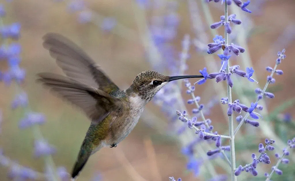 Lawsuit Refunds, Hummingbird Car Ride, Wordle Changes | LiVE 88.5 ...