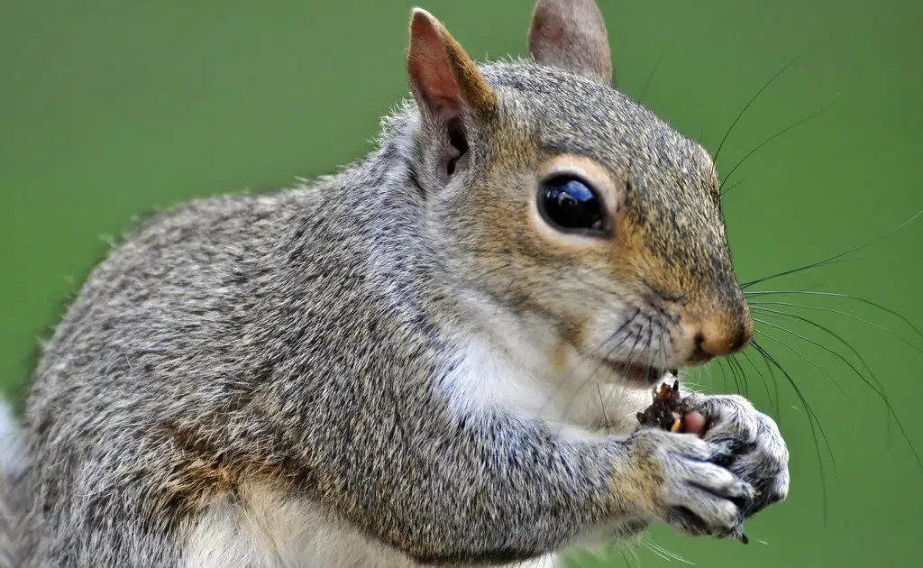 Roomba j7+ review, Man ‘at War’ with Squirrels Shoots Neighbor Window ...