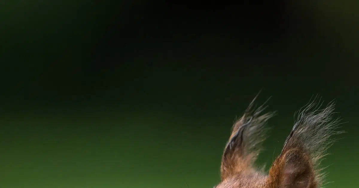 Squirrels detecting drugs, End of Internet Explorer, Kid at a Cash ...