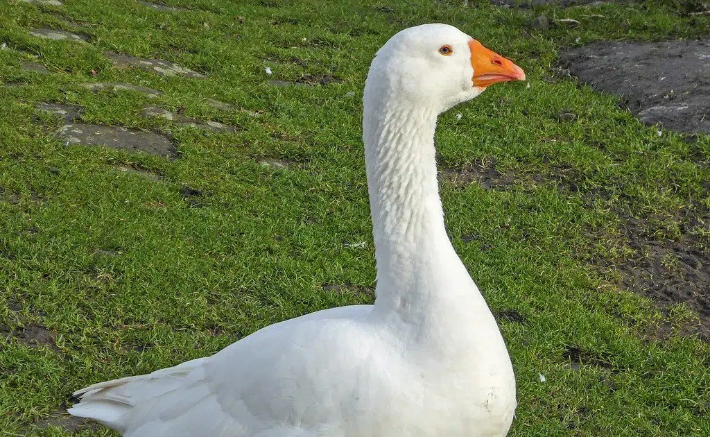 The Purple Wiggle, Lonely Goose, House number in Toronto | LiVE 88.5 ...