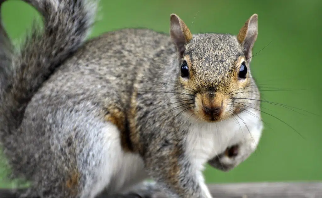 Canal Skateway Vigil, Ottawa Students EpiPens in space, Nutritious squirrels | LiVE 88.5 Ottawa ...